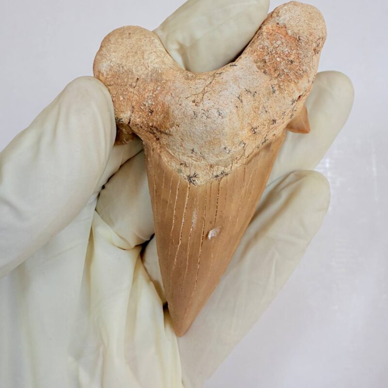 Eocene Shark Tooth: 8 cm Otodus Obliquus | Ancestor to the Megalodon ...