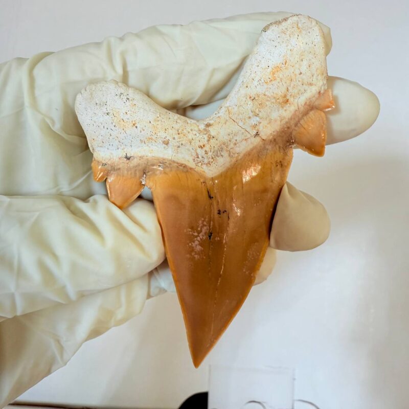 Otodus Obliquus Shark Tooth | High-Quality Complete Specimen | FossilPaleo