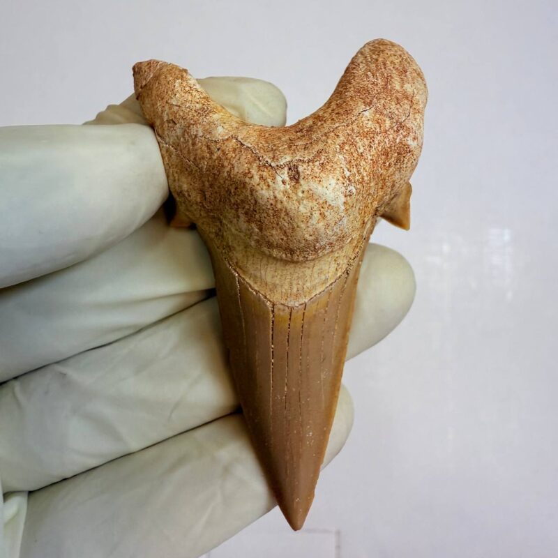 Otodus Obliquus Fossil Shark Tooth – 50 Million Year Old Extinct ...