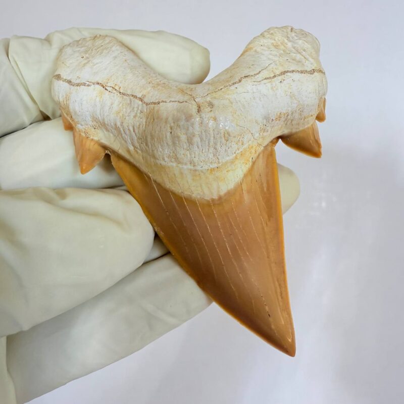 Otodus Obliquus Shark Tooth | High-Quality Complete Specimen | FossilPaleo