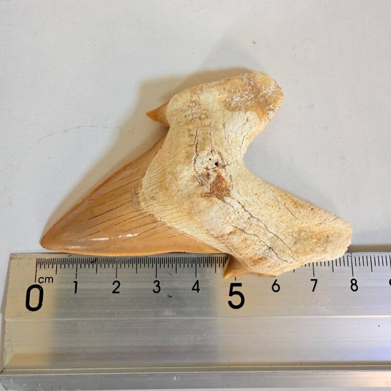 Otodus Obliquus Shark Tooth | High-Quality Complete Specimen | FossilPaleo