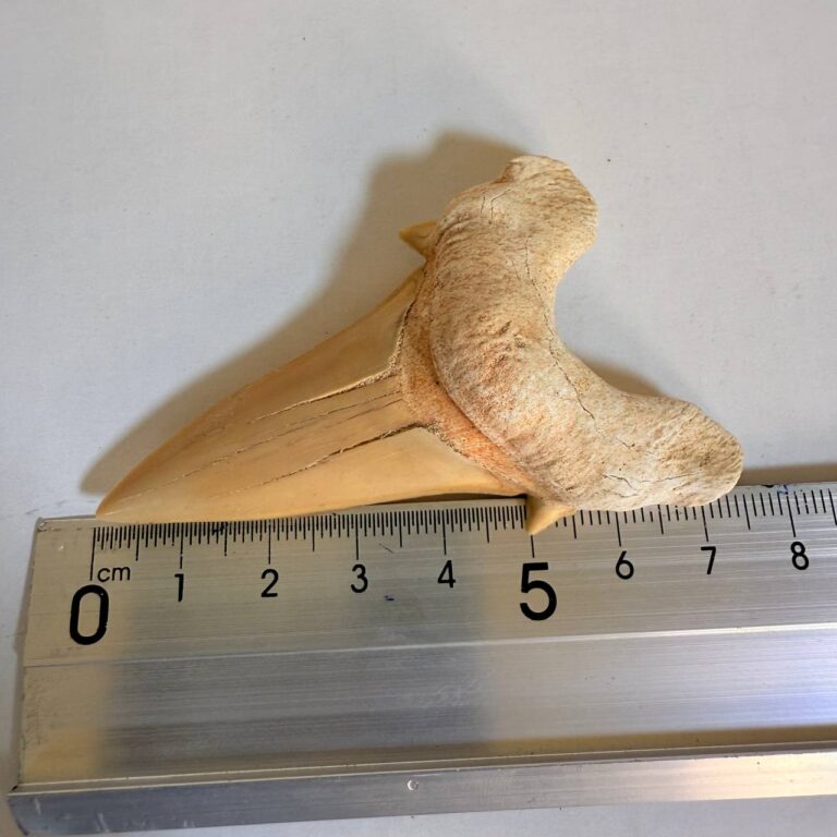 Otodus obliquus | Original Fossils for Sale