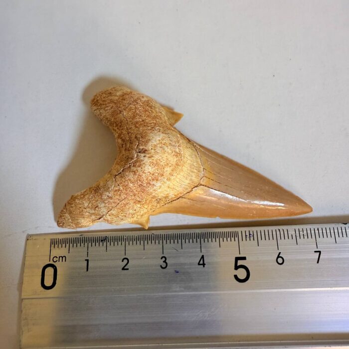 Otodus obliquus | Original Fossils for Sale