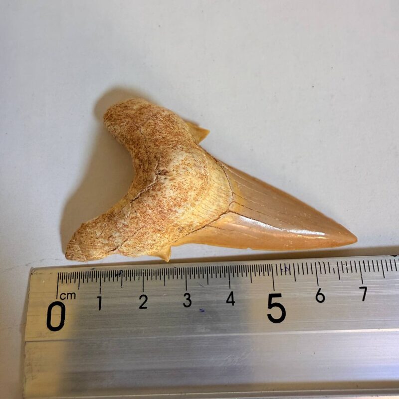 Otodus Obliquus Fossil Shark Tooth – 50 Million Year Old Extinct ...
