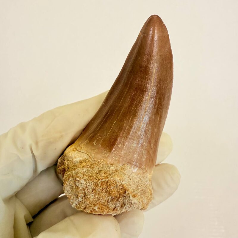 Mosasaurus Hoffmanni Tooth | Giant Cretaceous Fossil Collection ...