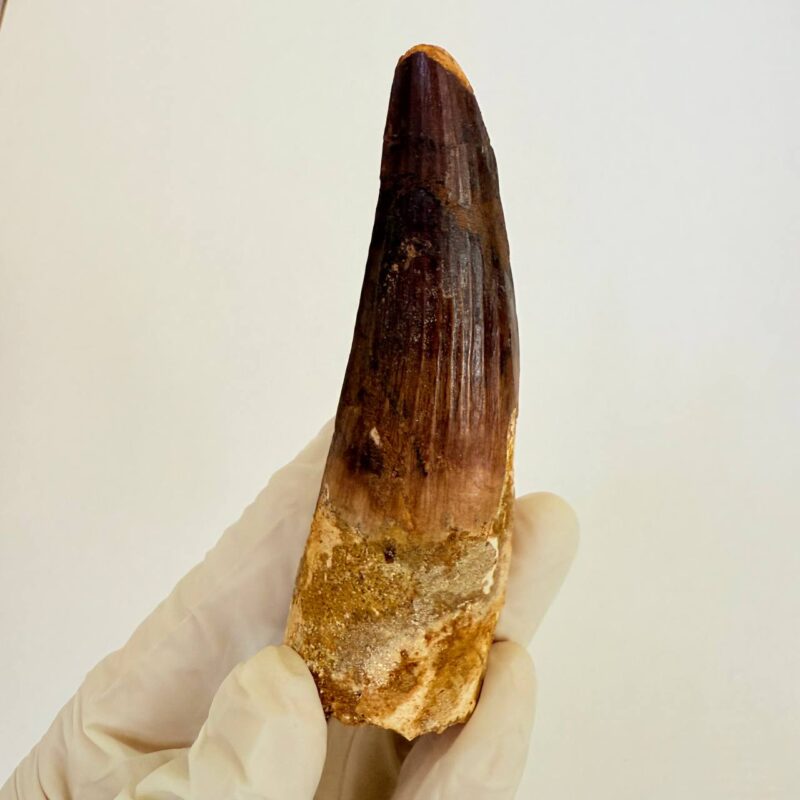 Buy Authentic Spinosaurus Tooth | 100 Million Year Old Fossil | FossilPaleo