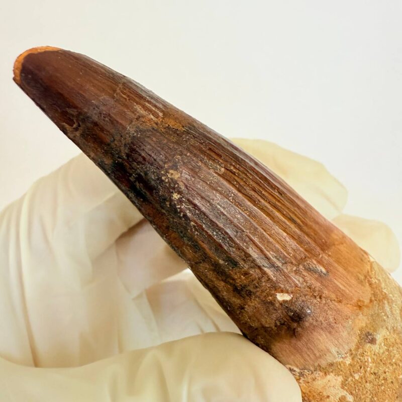 Buy Authentic Spinosaurus Tooth | 100 Million Year Old Fossil | FossilPaleo