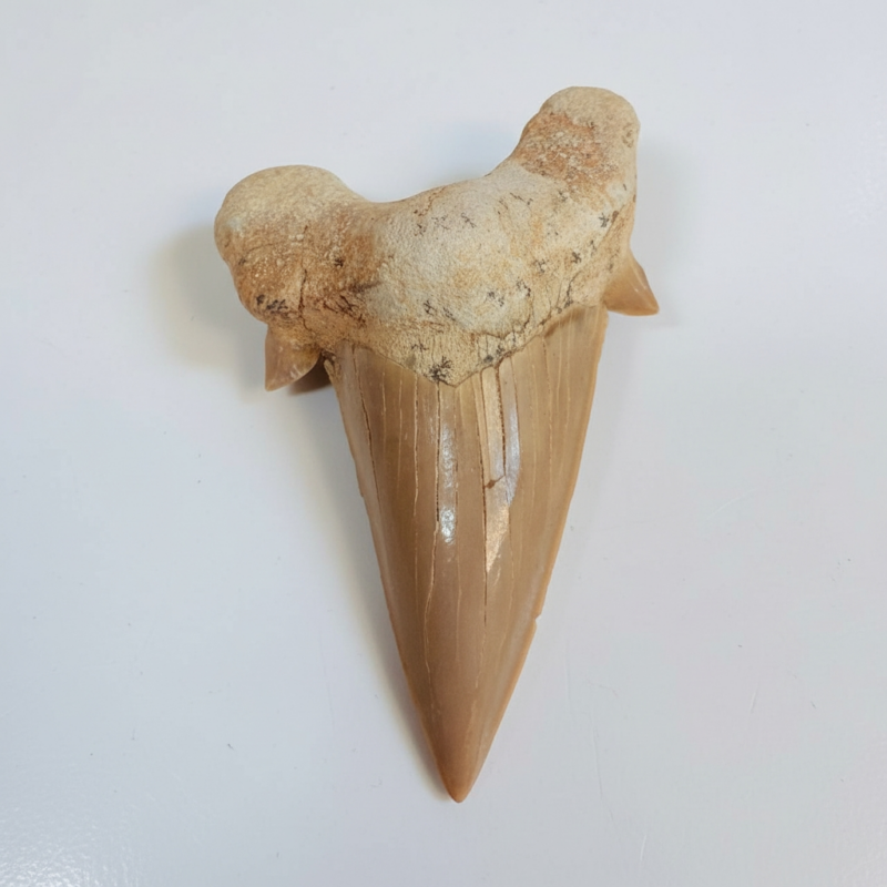 Eocene Shark Tooth: 8 cm Otodus Obliquus | Ancestor to the Megalodon ...