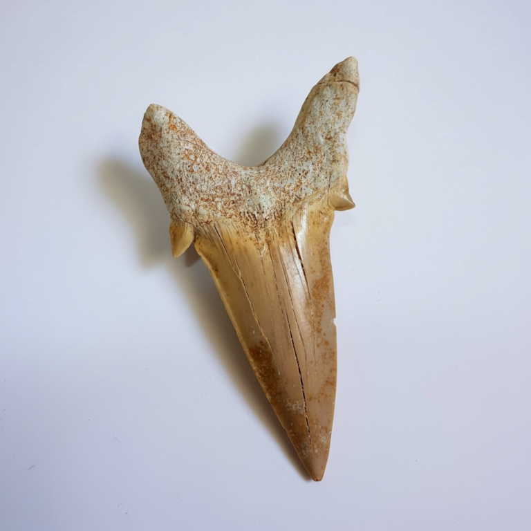 Otodus Obliquus Fossil Shark Tooth – 50 Million Year Old Extinct ...