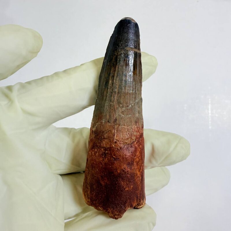 Authentic Spinosaurus Dinosaur Tooth Fossil from the Cretaceous Period ...