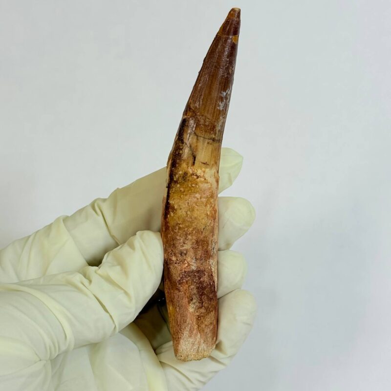 Real Spinosaurus Tooth Fossil | 100 Million Years Old | FossilPaleo ...