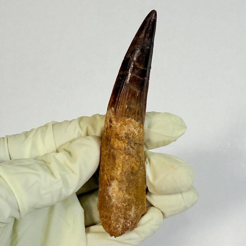 100 Million Year Old Spinosaurus Dinosaur Tooth – Real Fossil ...