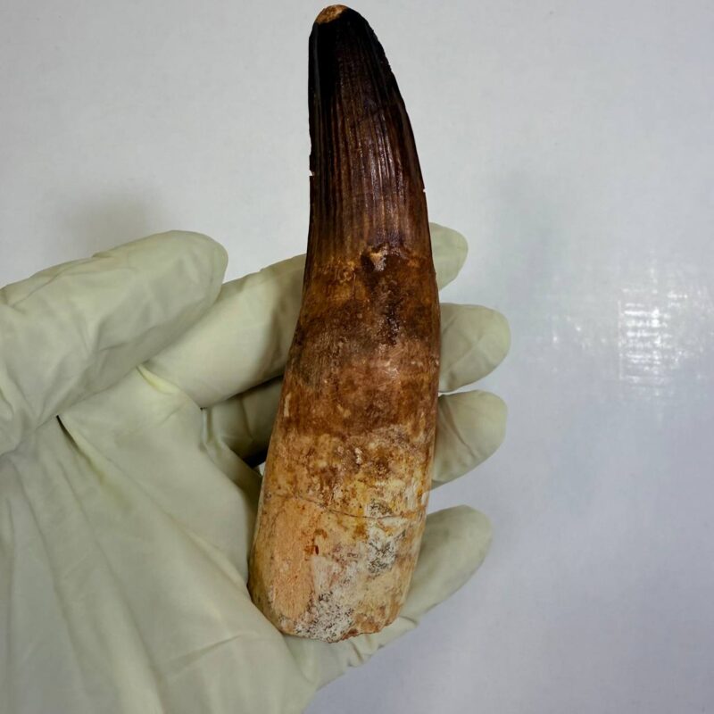 Authentic Spinosaurus Tooth | 100 Million Year Old Fossil | FossilPaleo
