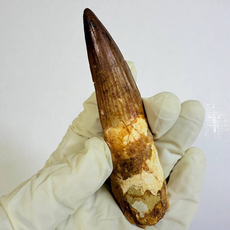 Authentic Spinosaurus Tooth | 100 Million Year Old Fossil | FossilPaleo