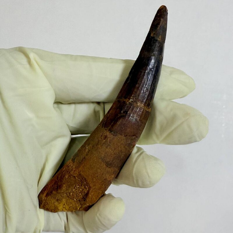 Authentic Spinosaurus Dinosaur Tooth – 100 Million Year Old Fossil ...