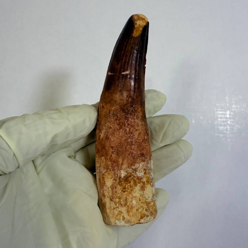 Authentic Spinosaurus Tooth | 100 Million Year Old Fossil | FossilPaleo