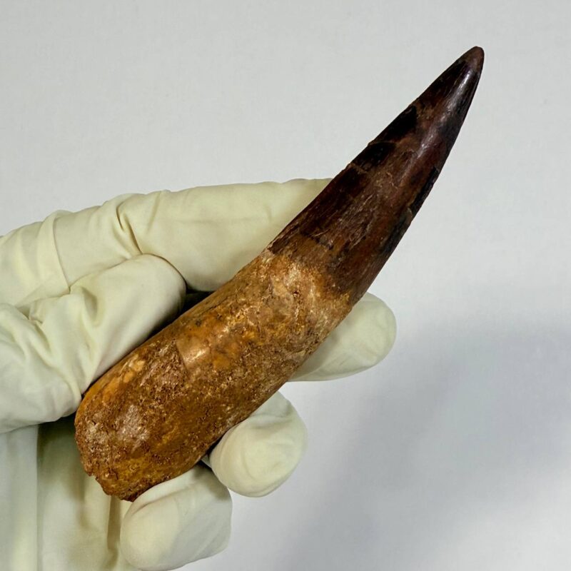 100 Million Year Old Spinosaurus Dinosaur Tooth – Real Fossil ...