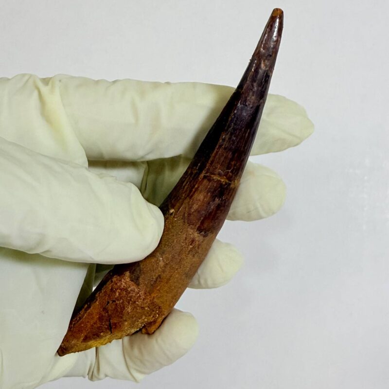 Authentic Spinosaurus Dinosaur Tooth – 100 Million Year Old Fossil ...