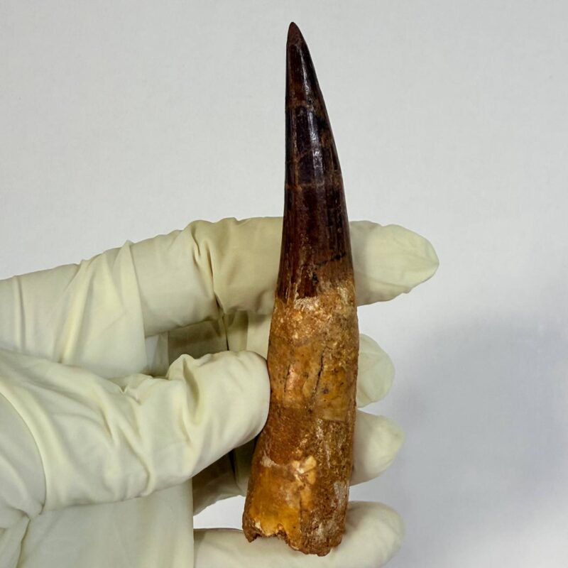100 Million Year Old Spinosaurus Dinosaur Tooth – Real Fossil ...