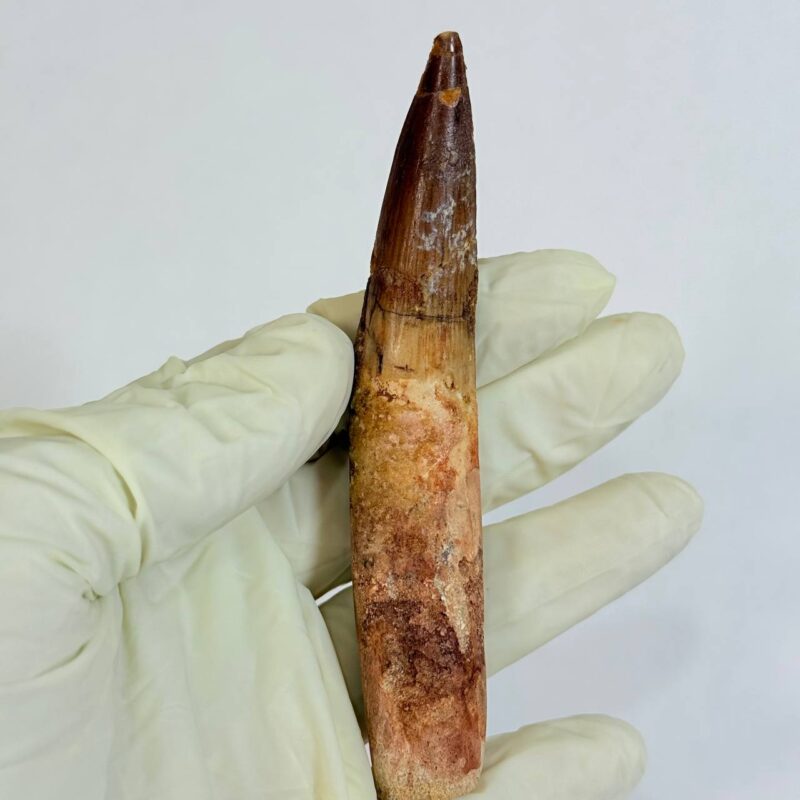 Real Spinosaurus Tooth Fossil | 100 Million Years Old | FossilPaleo ...