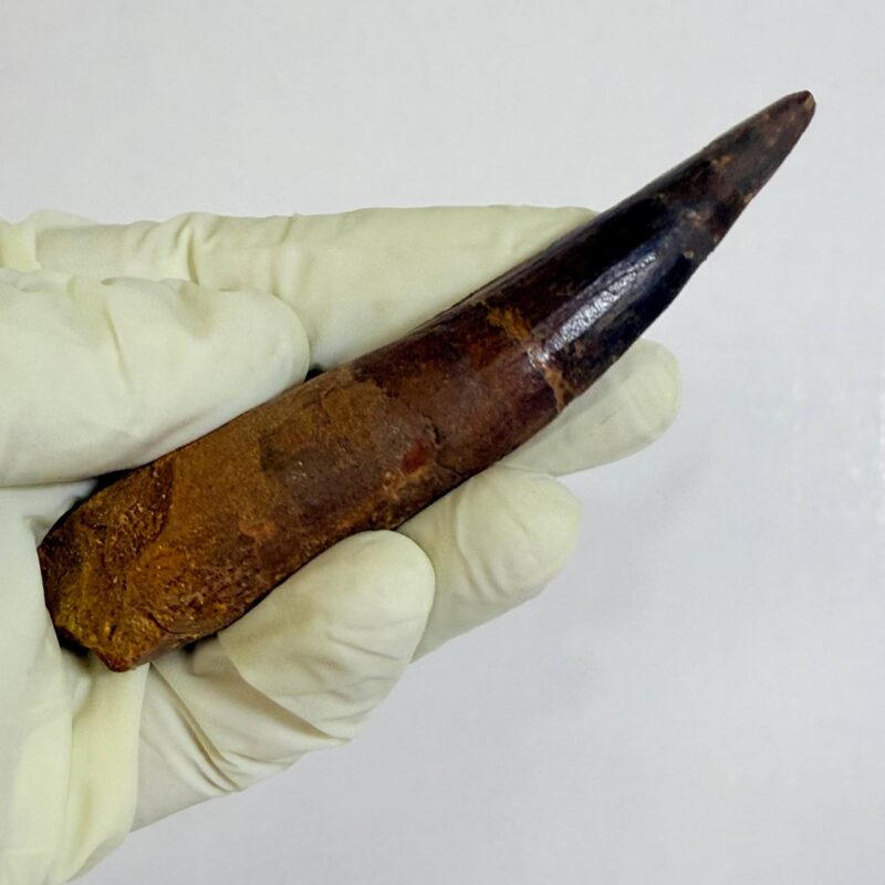 Authentic Spinosaurus Dinosaur Tooth – 100 Million Year Old Fossil ...