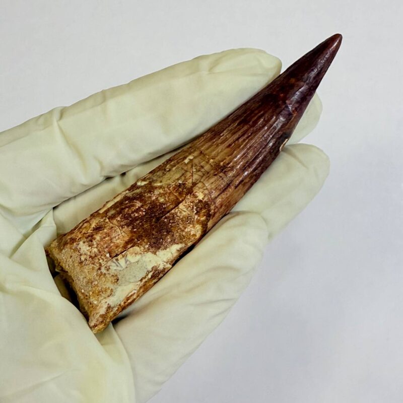 Spinosaurus Dinosaur Tooth Fossil – Authentic Cretaceous Dinosaur ...