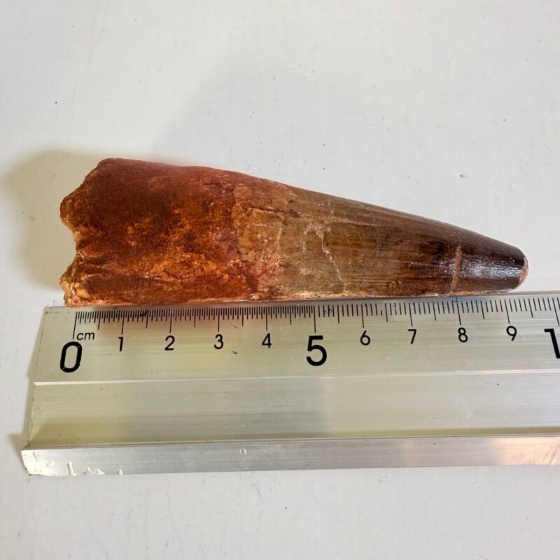 Authentic Spinosaurus Dinosaur Tooth Fossil from the Cretaceous Period ...