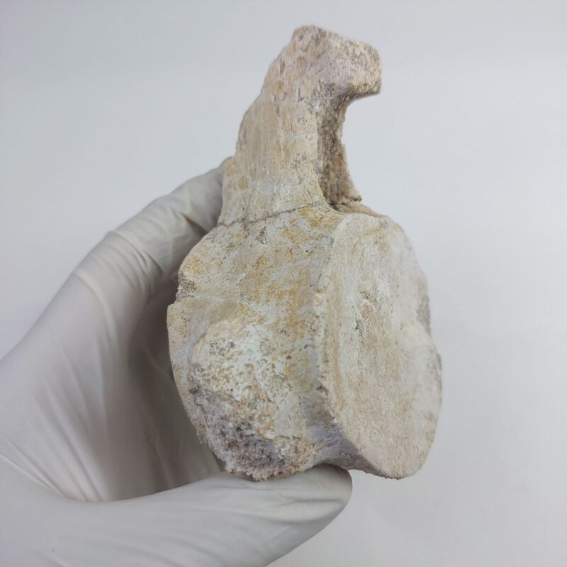 Authentic Plesiosaur (Zarafasaura oceanis) Vertebra Fossil Bone ...